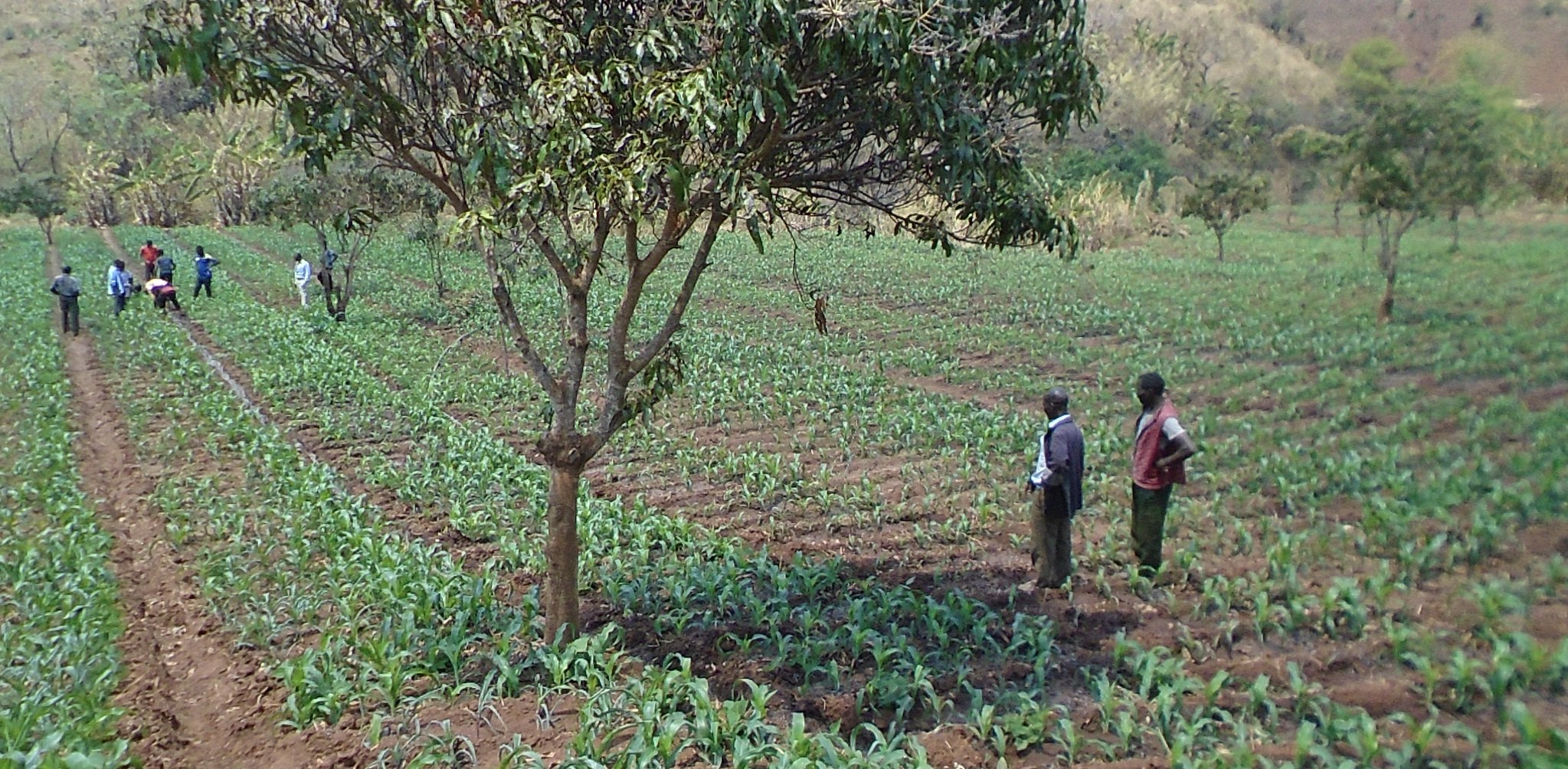 QUESTIONS ABOUT FOOD SUSTAINABILITY - Part 2 – Malawi Project
