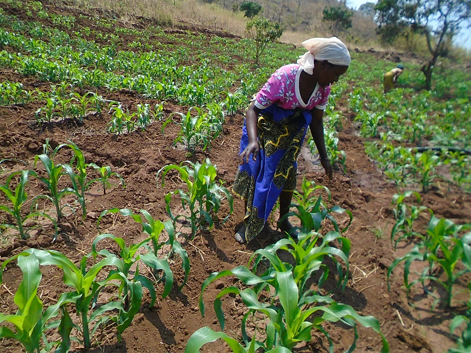 Home – Malawi Project