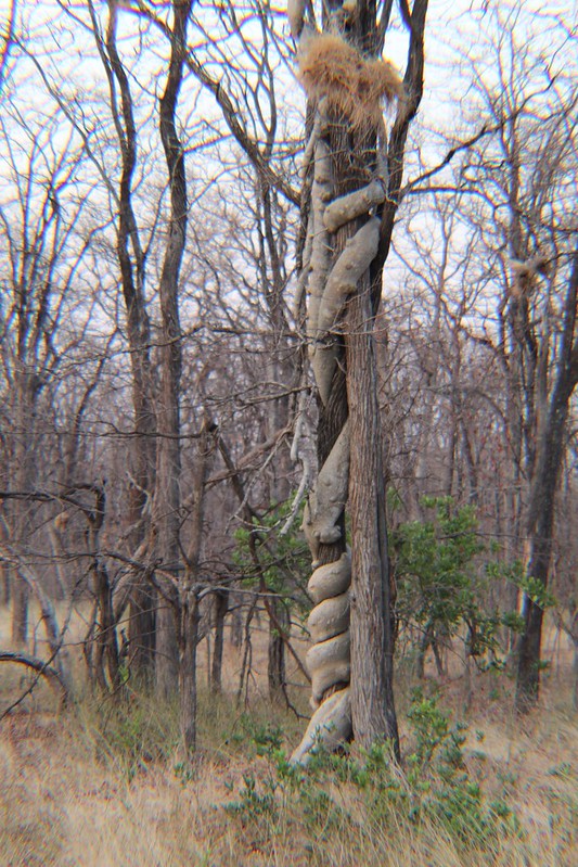 Beware the Python Vine – Malawi Project