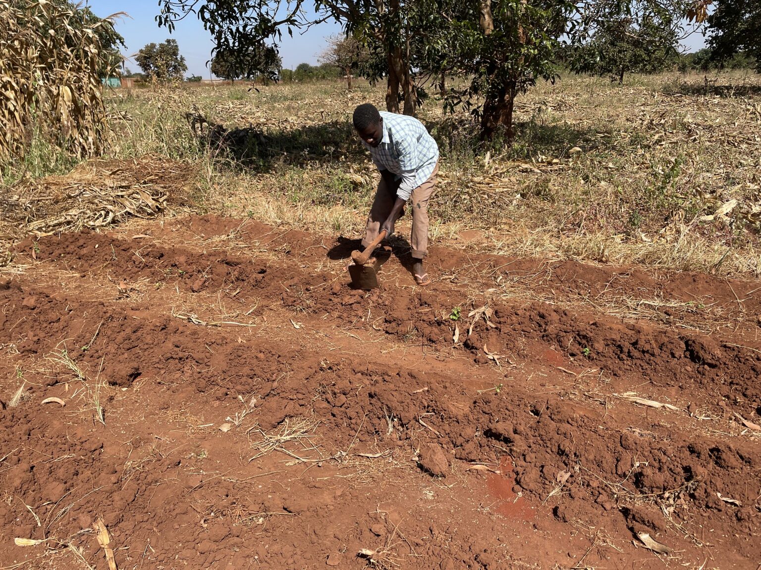 Field Cultivation – Malawi Project