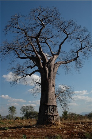 Grotesquely Clawing at the Sky – Malawi Project